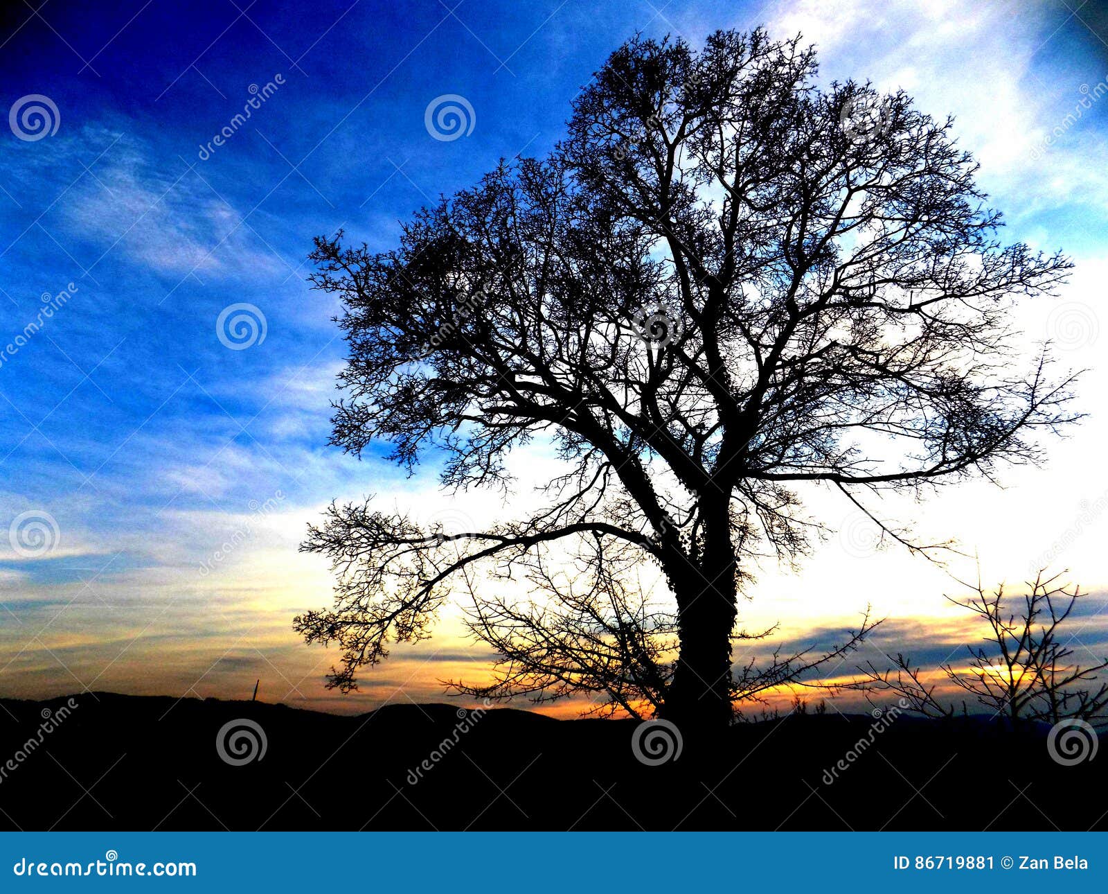 Mighty tree stock image. Image of tree, black, nature - 86719881