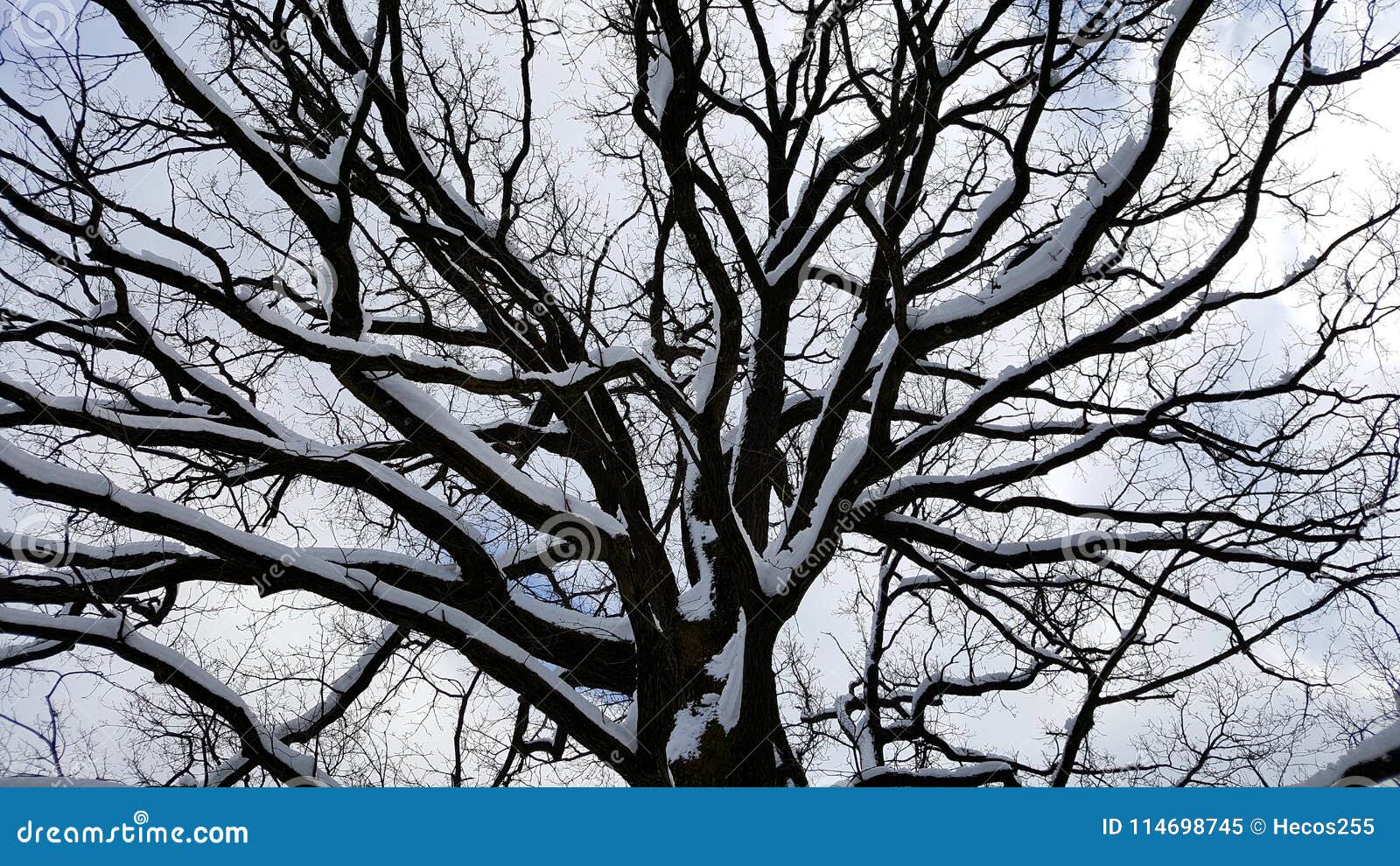Mighty Tree Trunk with Large Branches Covered in Snow Stock Image ...