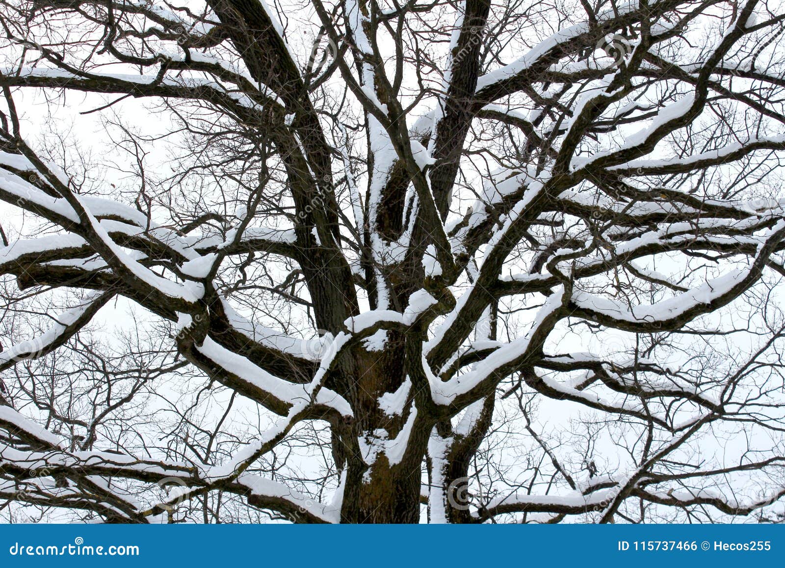 Mighty Tree Trunk with Large Branches Covered in Winter Snow Stock ...