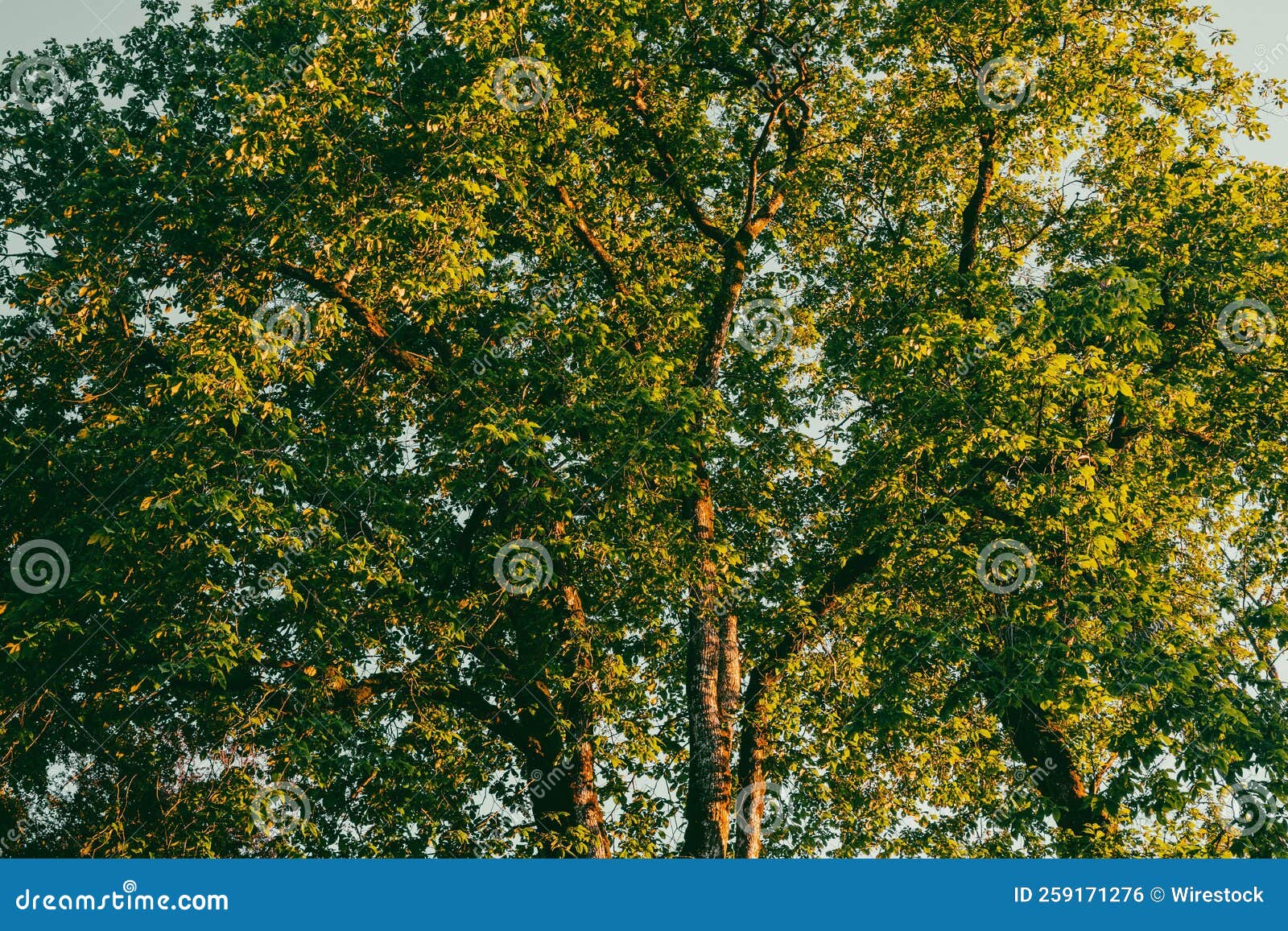 Mighty Trees by Bogstad Farm, Oslo, in the Evening Light. Stock Photo ...