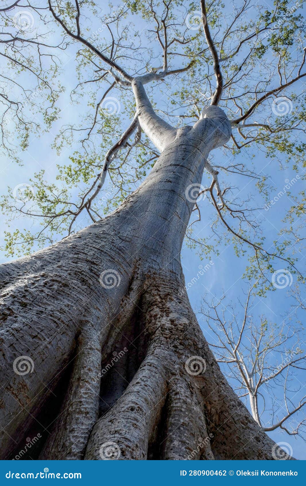 The Mighty Trunk of the Ficus Tree Stretches High To the Sky Stock ...