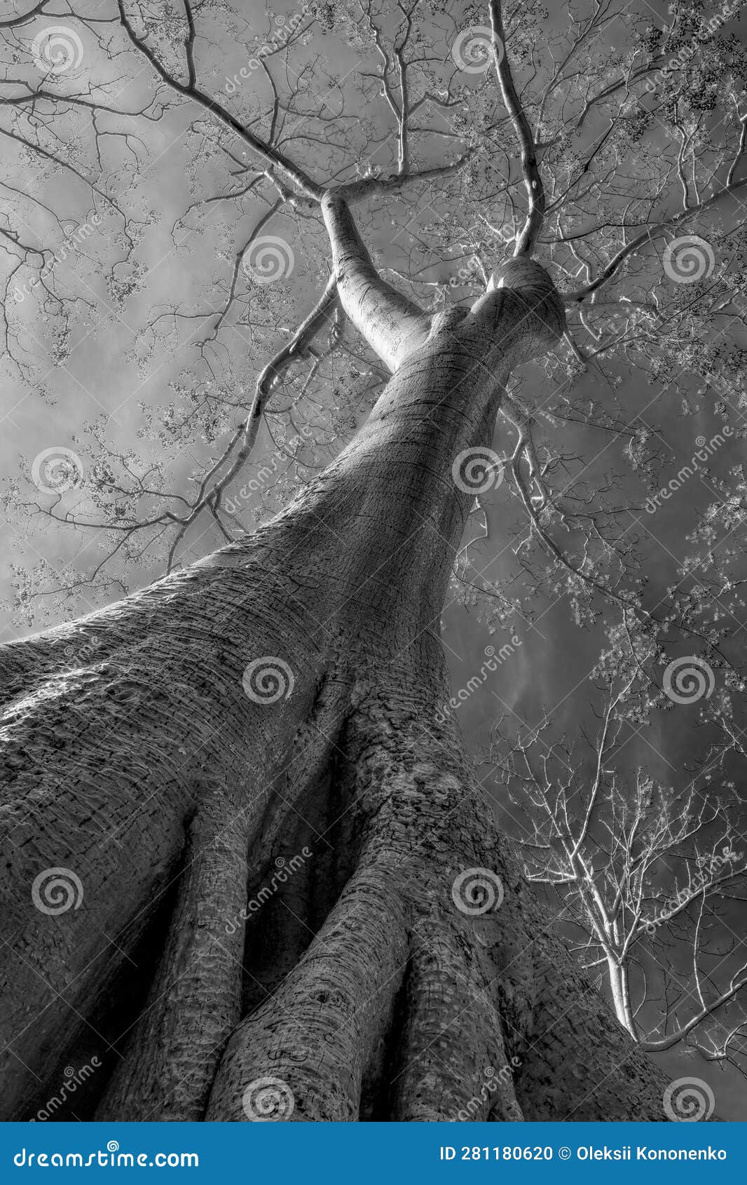 The Mighty Trunk of the Ficus Tree Stretches High To the Sky. Black and ...