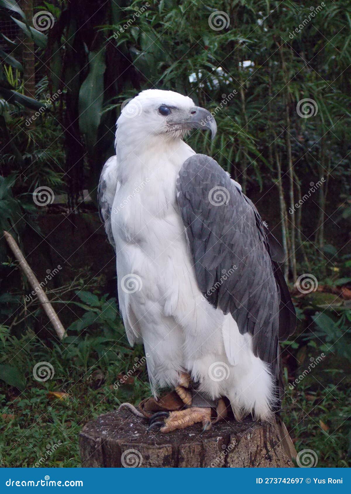 Dashing White Eagle Stock Photos - Free & Royalty-Free Stock Photos ...