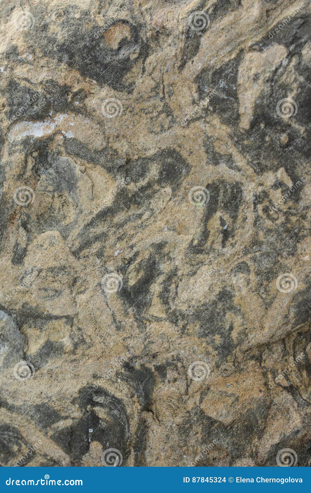 Migmatite. Texture. stock photo. Image of adergneiss - 87845324