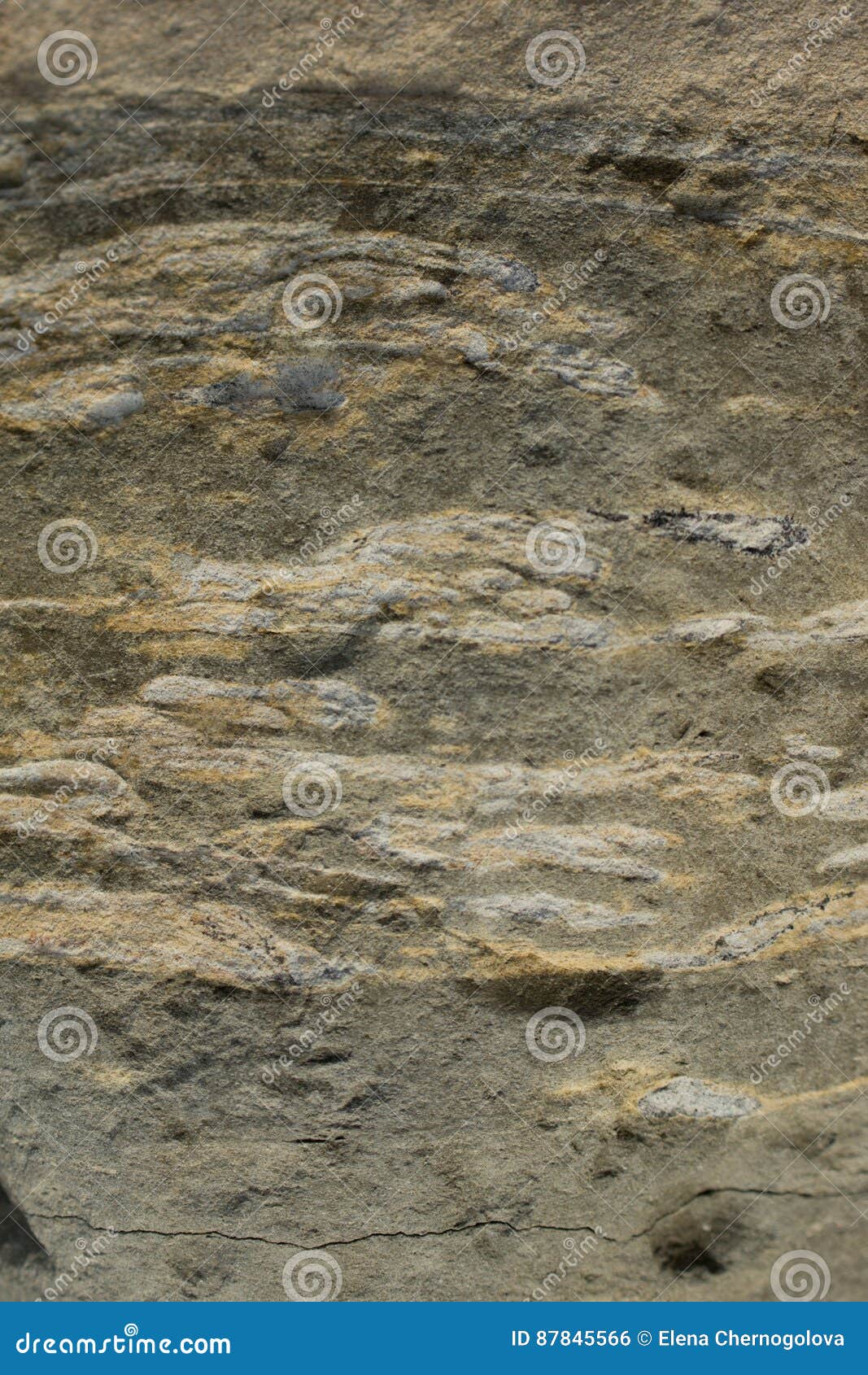 Migmatite. Texture. stock photo. Image of stone, migmatite - 87845566