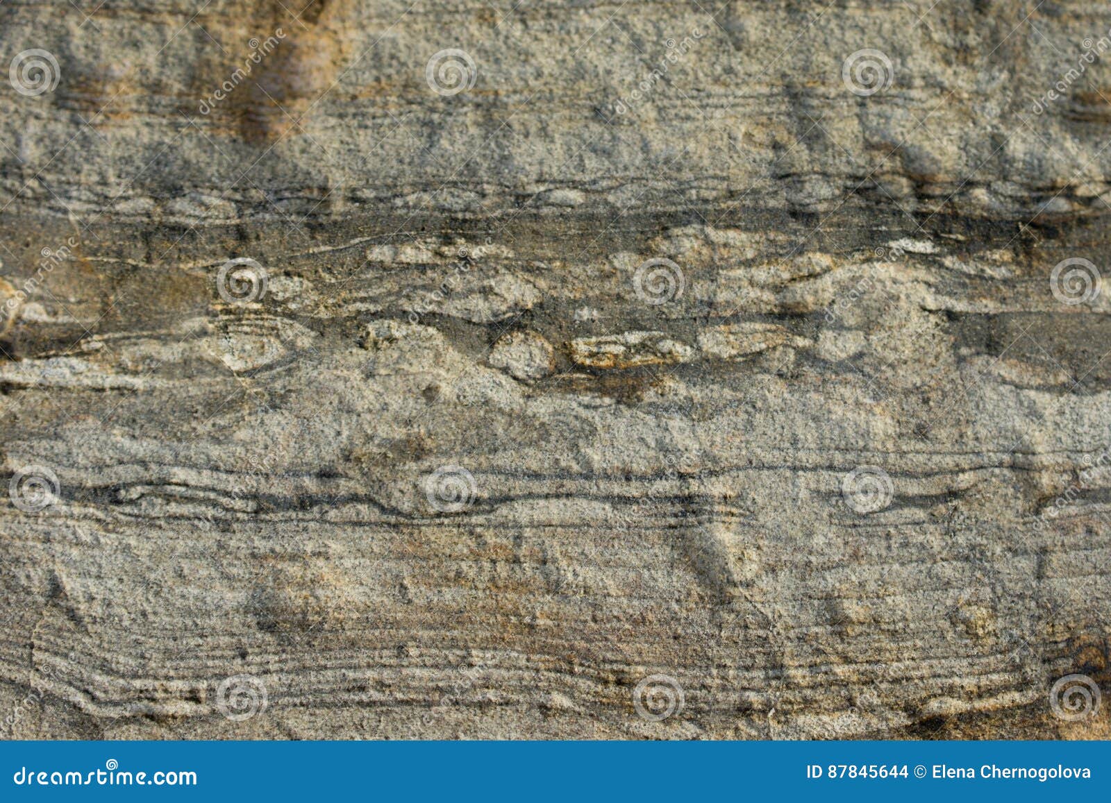 Migmatite. Texture. Stock Photography | CartoonDealer.com #87845324
