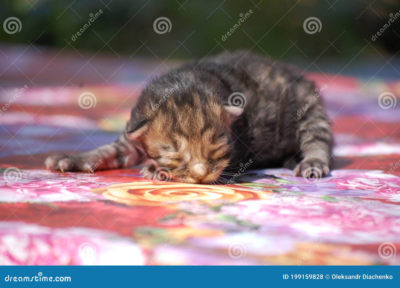 Mignon Petit Chaton Qui Dort Sur Un Dessus Photo stock - Image du ...