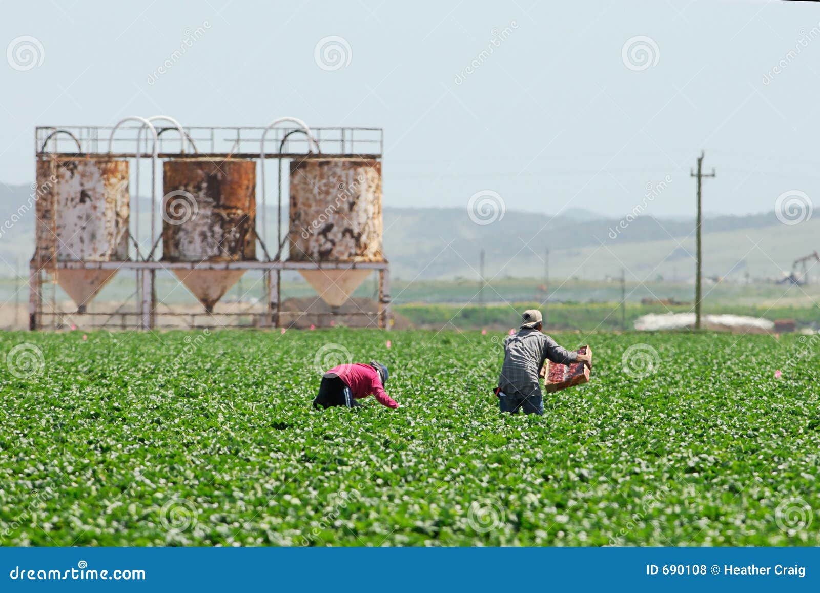 Migrant Farmworkers in California Stock Photo - Image of food ...