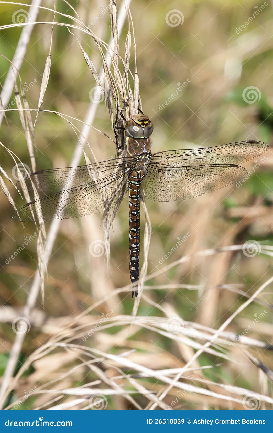 Migrant Hawker stock image. Image of black, female, wildlife - 26510039