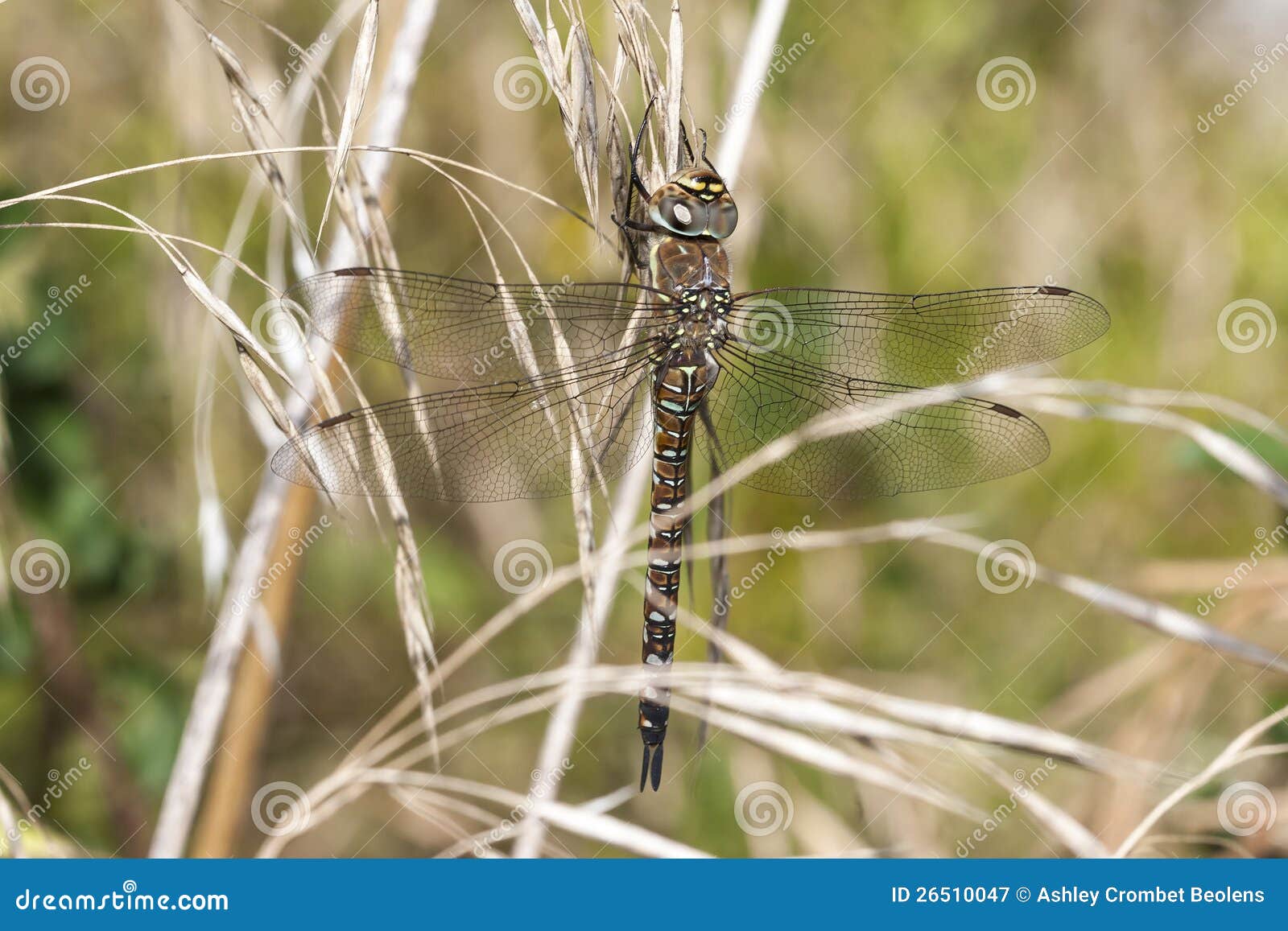 Migrant Hawker stock image. Image of aeshna, dragonfly - 26510047