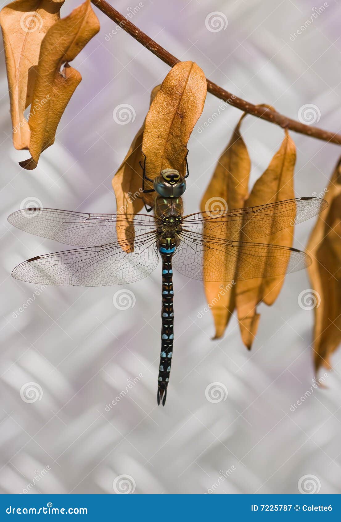 Migrant Hawker stock image. Image of macro, green, summer - 7225787