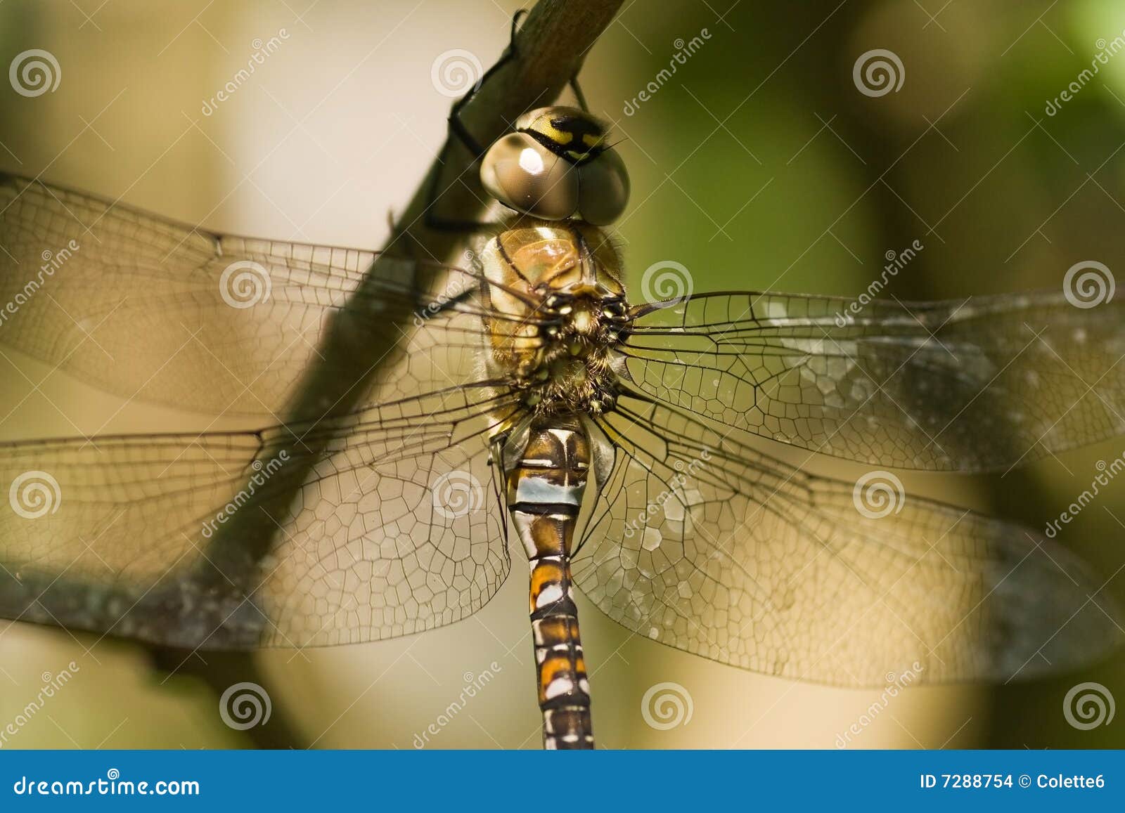 Migrant Hawker stock photo. Image of creature, flying - 7288754