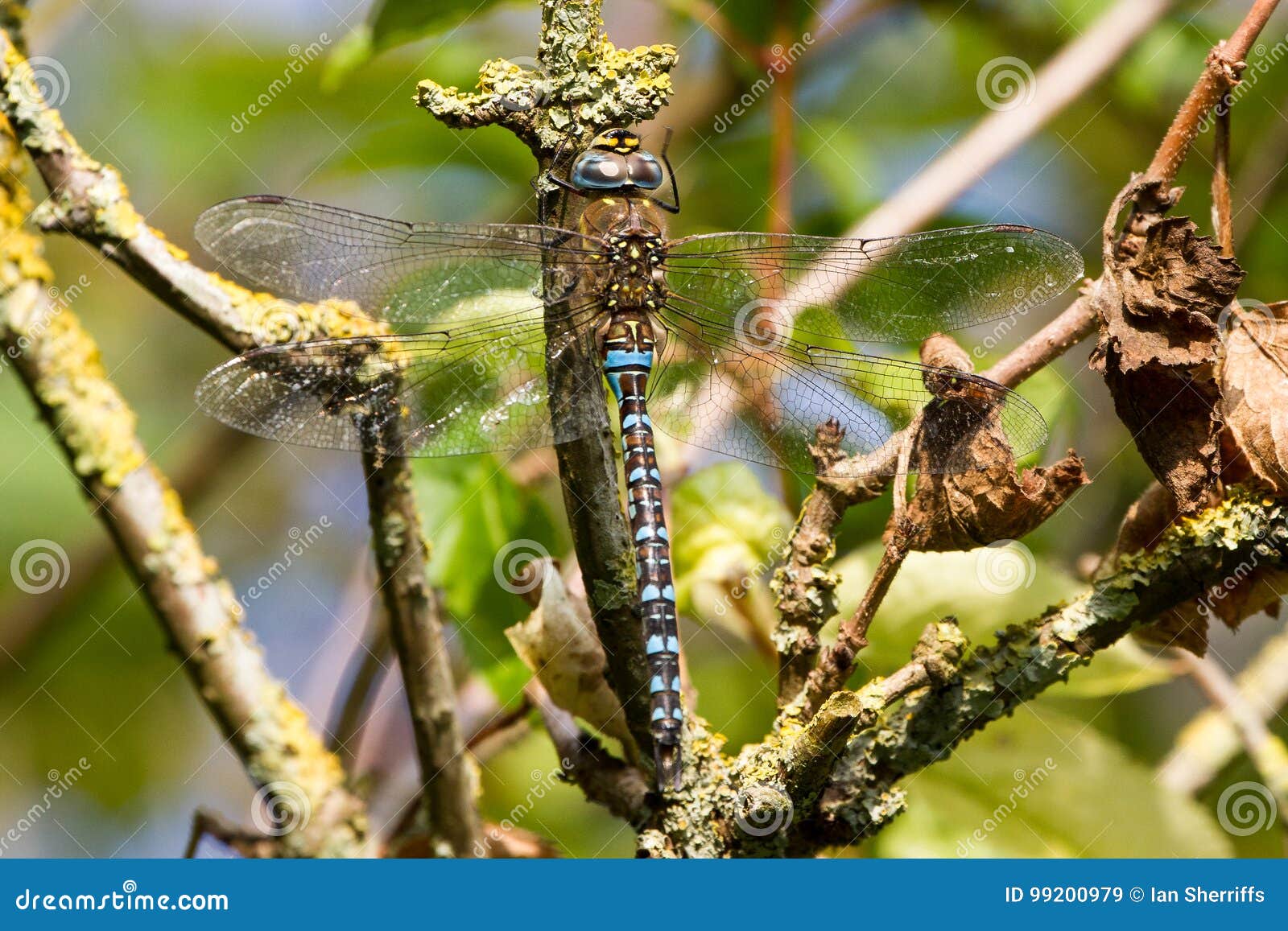 Migrant Hawker Aeshna Mixta Resting on Branch Stock Image - Image of ...