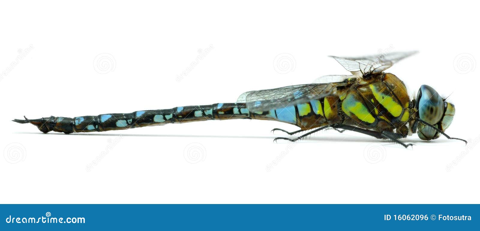 Migrant Hawker dragonfly stock photo. Image of reed, blue - 16062096