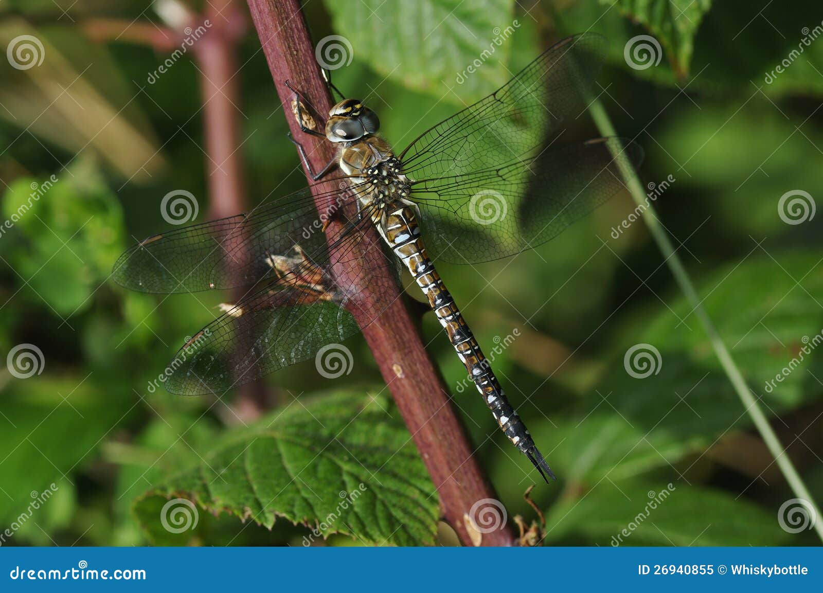 Migrant Hawker Dragonfly stock image. Image of wild, insect - 26940855