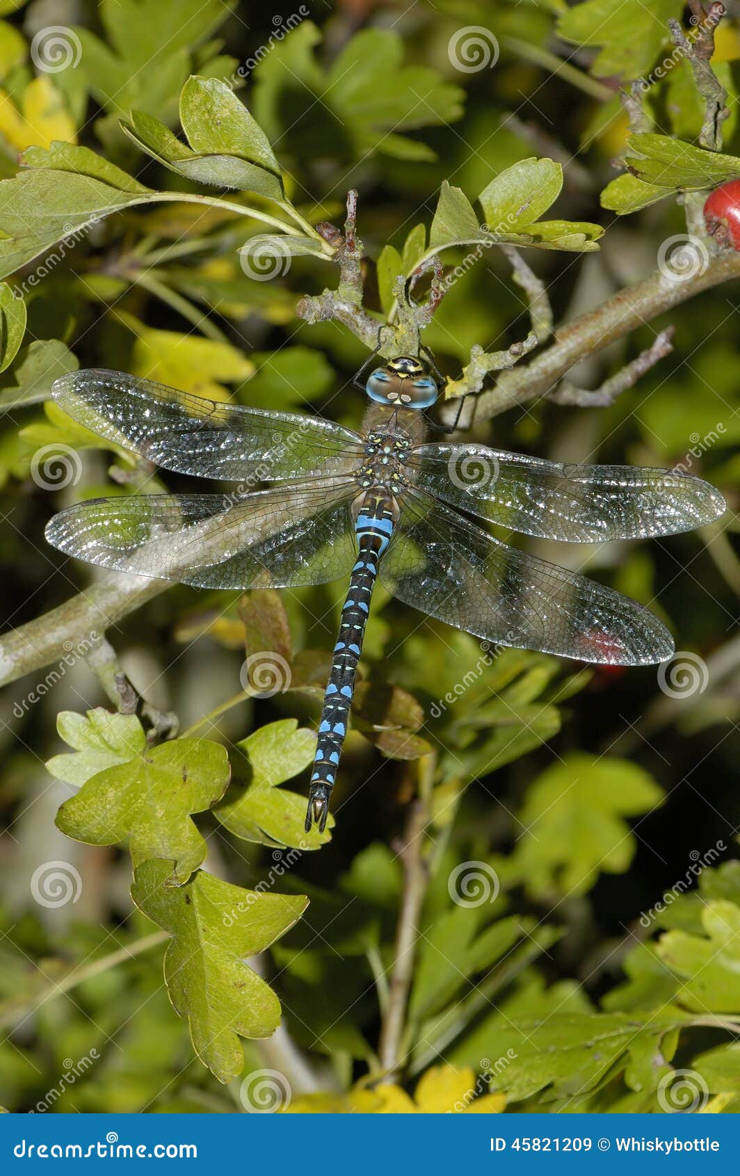 Migrant Hawker Dragonfly stock image. Image of migrant - 45821209