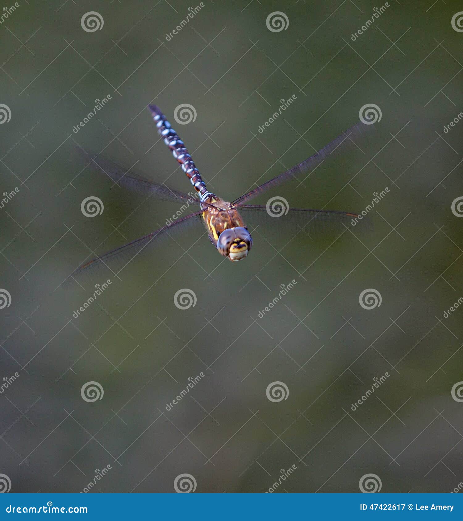 Migrant Hawker stock image. Image of inflight, insect - 47422617
