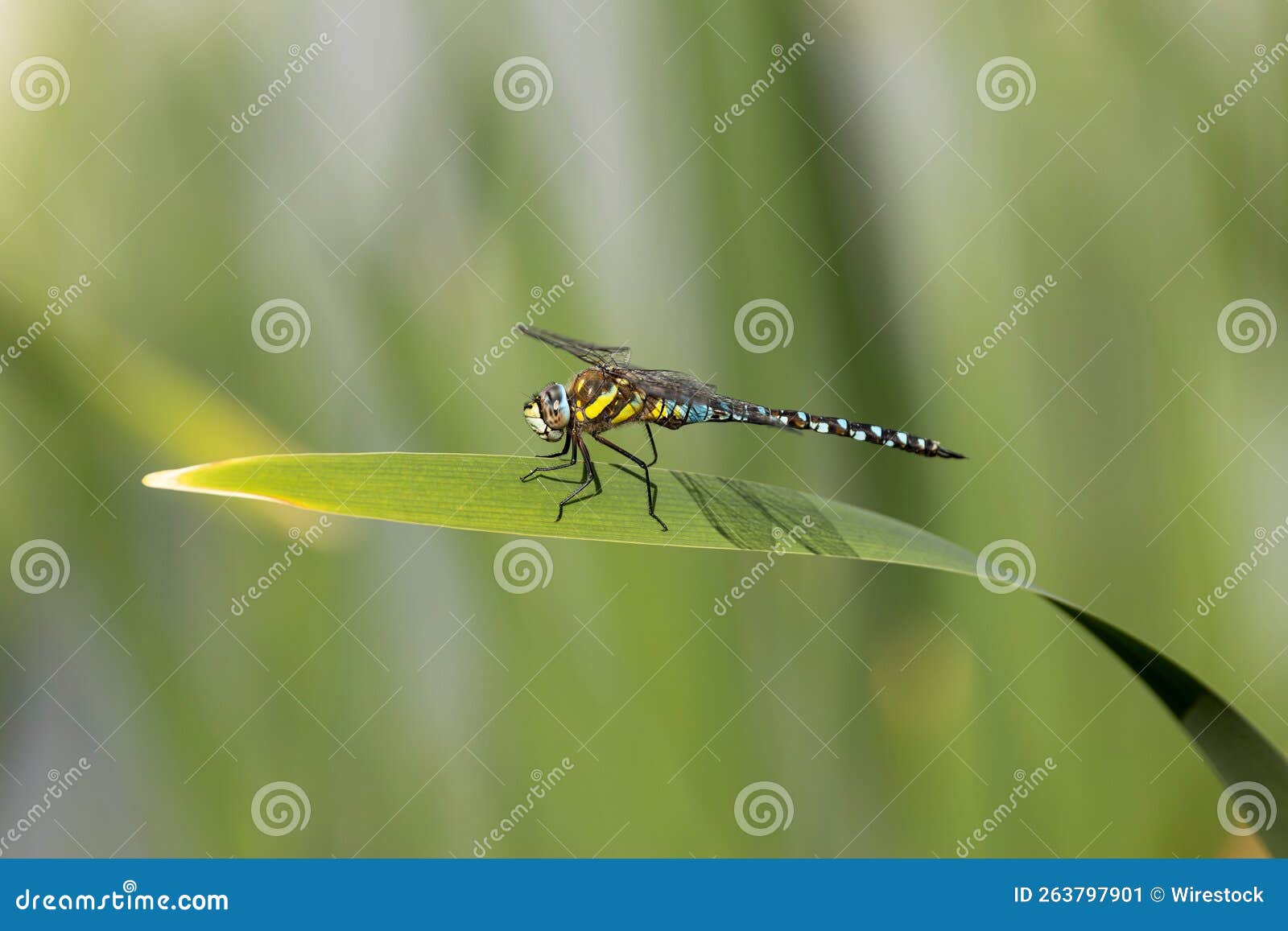 Migrant Hawker Dragonfly Perching on Plant Leaf Stock Image - Image of ...