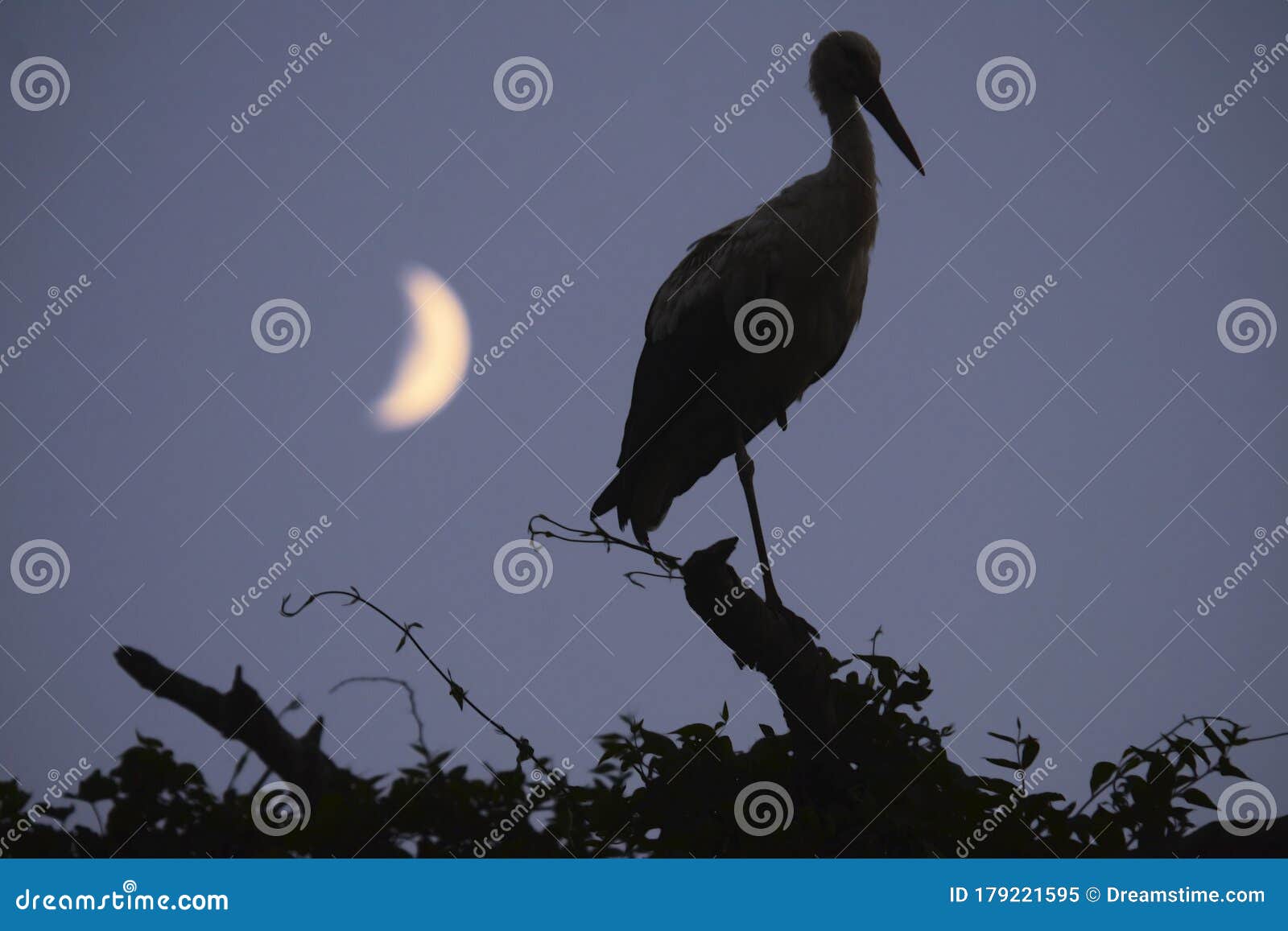 Stork and moon stock image. Image of storks, birds, stork - 179221595