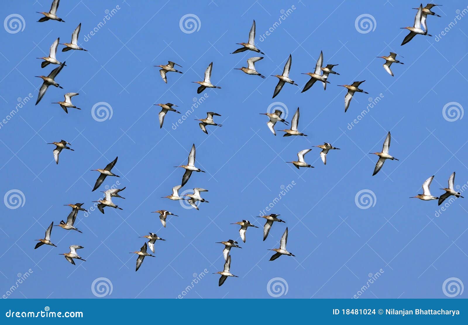 Migrating Birds stock photo. Image of limosa, male, species - 18481024