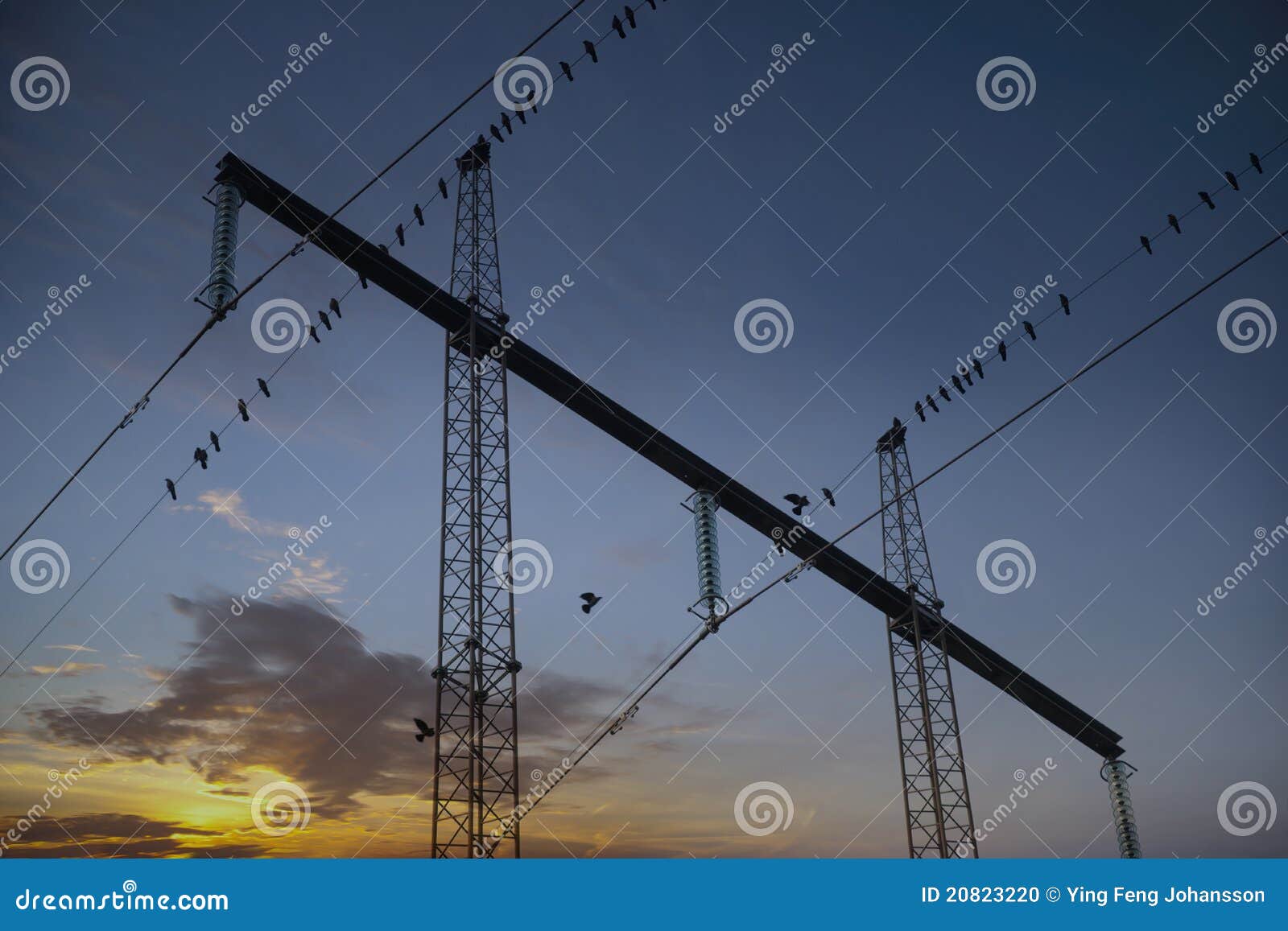 Migrating Birds in Electricty Pylon Stock Photo - Image of crowd ...