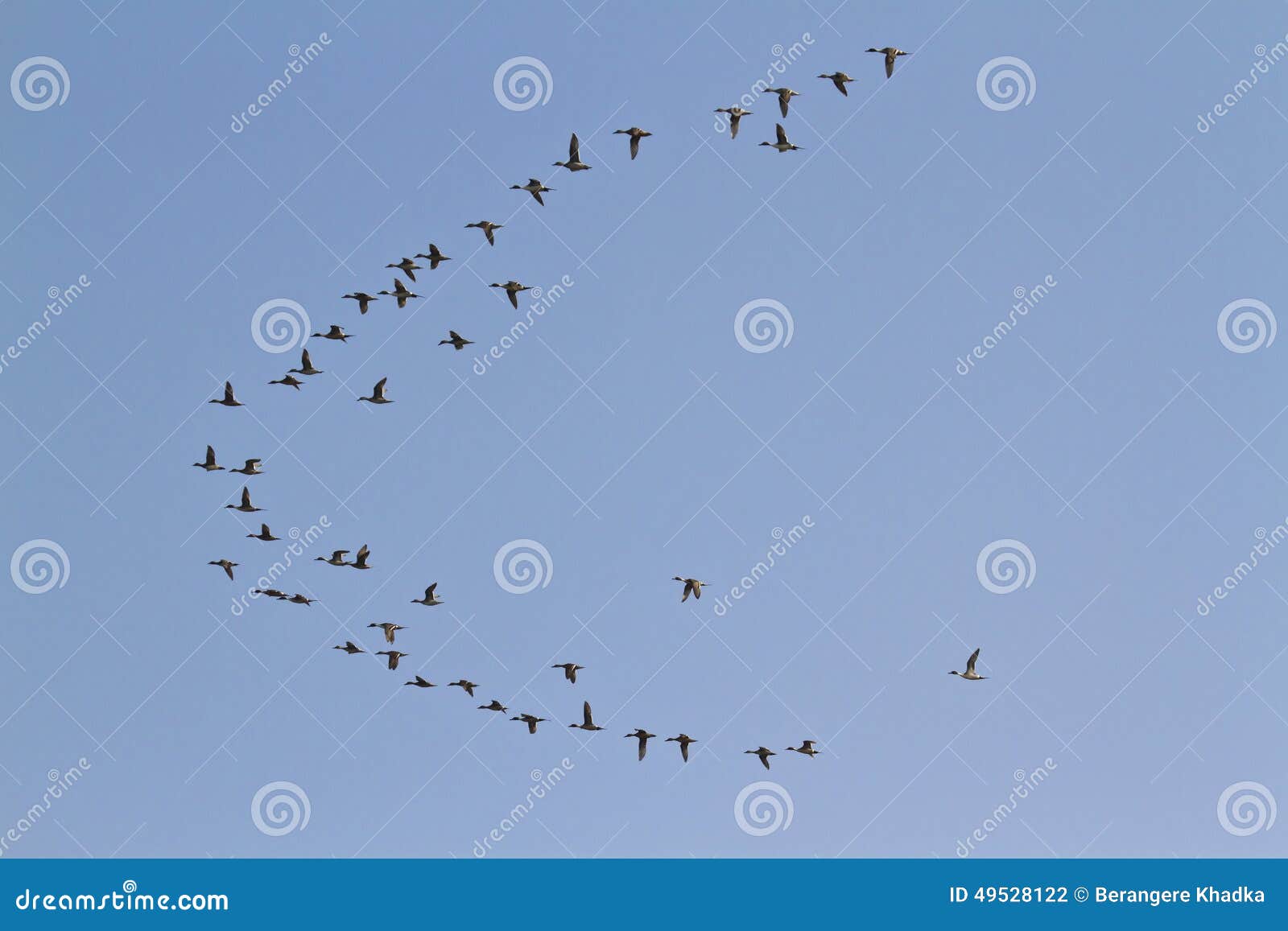 Birds In Flight. A Flock Of Cranes Flies At Sunset. Grey Bird With Long ...