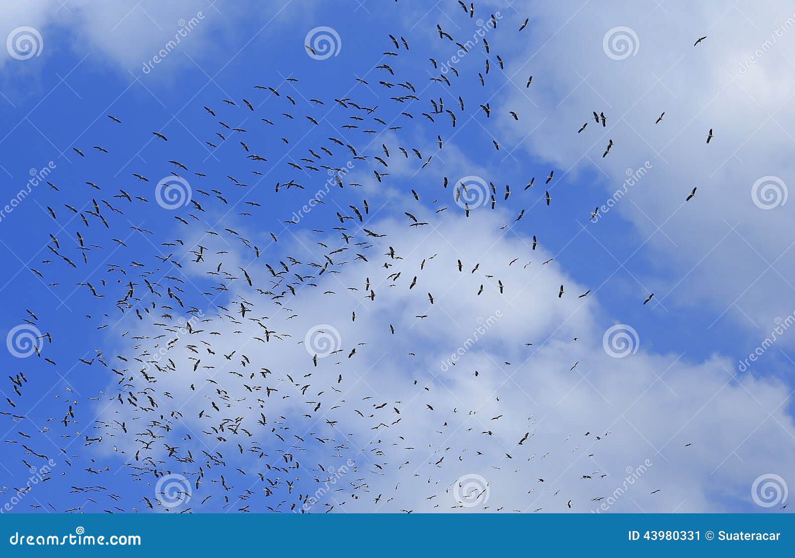 Migrating birds stock image. Image of team, flock, outdoors - 43980331