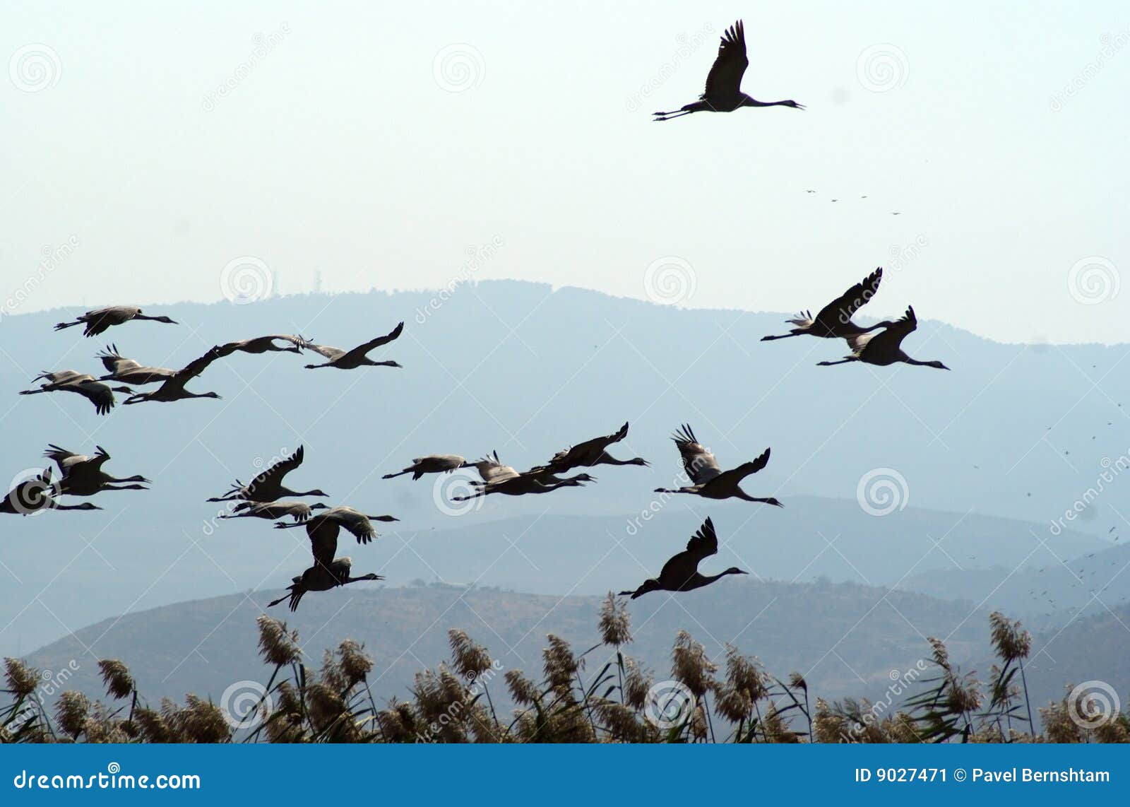 Migrating Birds Over Lake at Spring and Autumn Stock Image - Image of ...