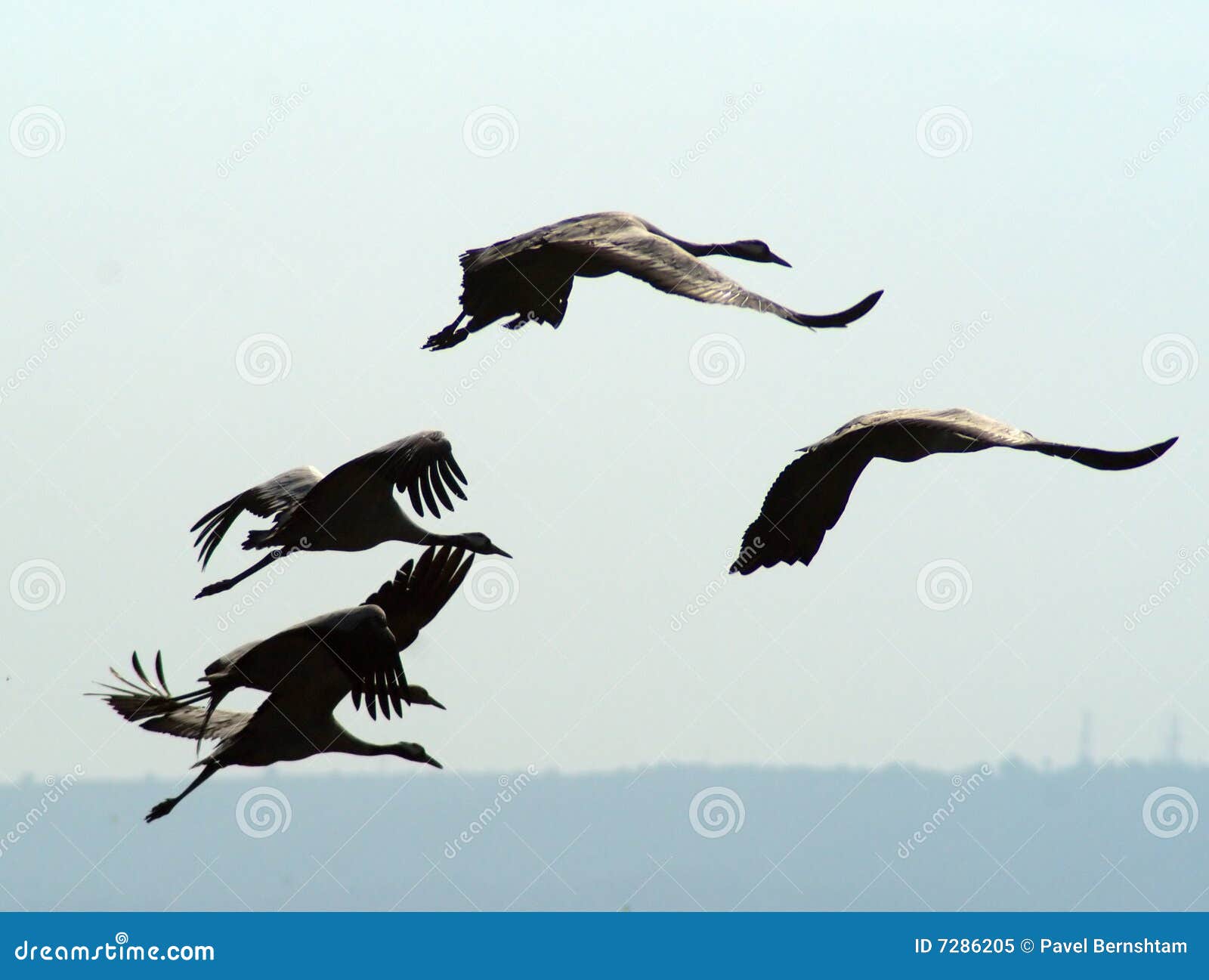 Migrating birds at autumn stock image. Image of feather - 7286205