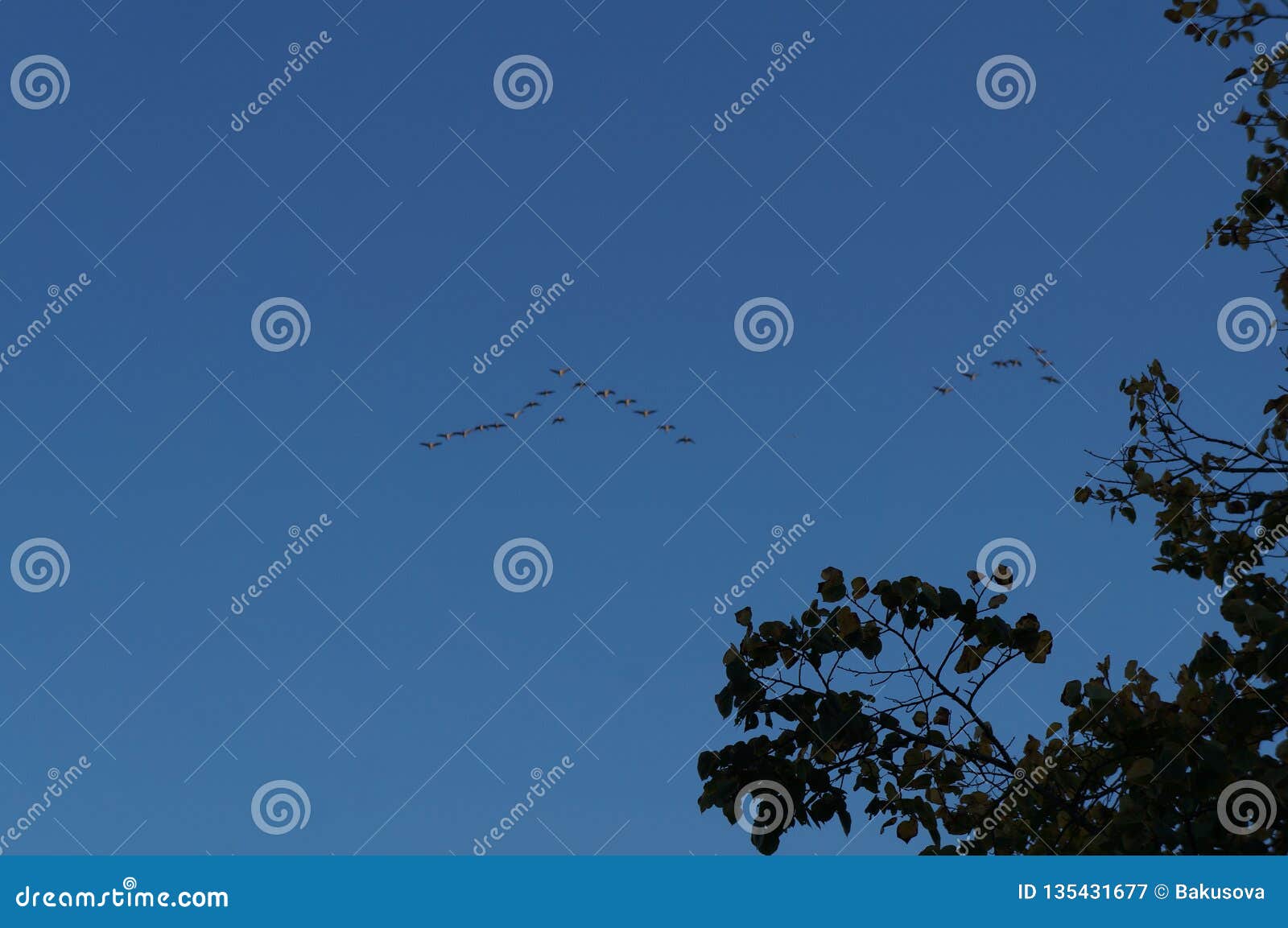 Migrating Birds in the Sky in Fall Stock Image - Image of beautiful ...