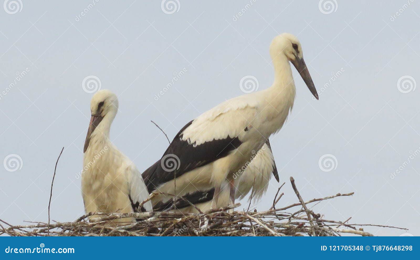 Migrating Birds and Storks Nests. Nesting Stork. Stock Photo - Image of ...