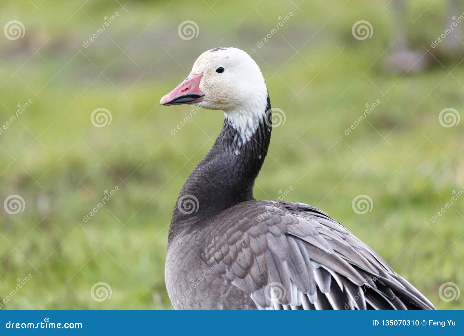 Migrating blue geese stock photo. Image of morph, goose - 135070310