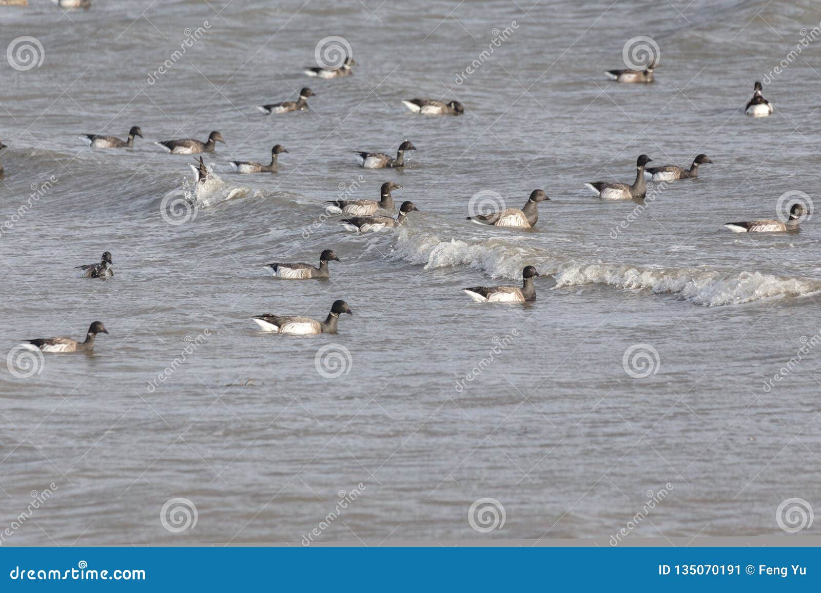 Migrating Brant goose stock image. Image of migration - 135070191 Migrating Brant goose stock image. Image of migration - 135070191