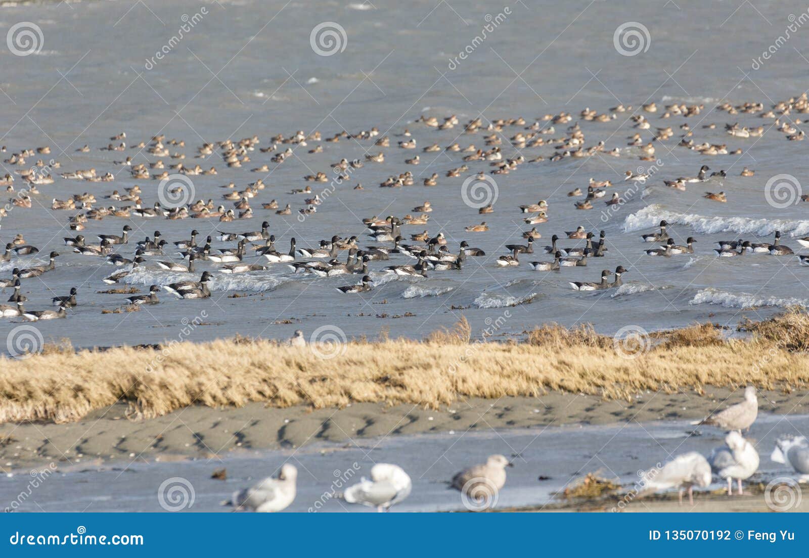 Migrating Brant goose stock photo. Image of bird, delta - 135070192 Migrating Brant goose stock photo. Image of bird, delta - 135070192