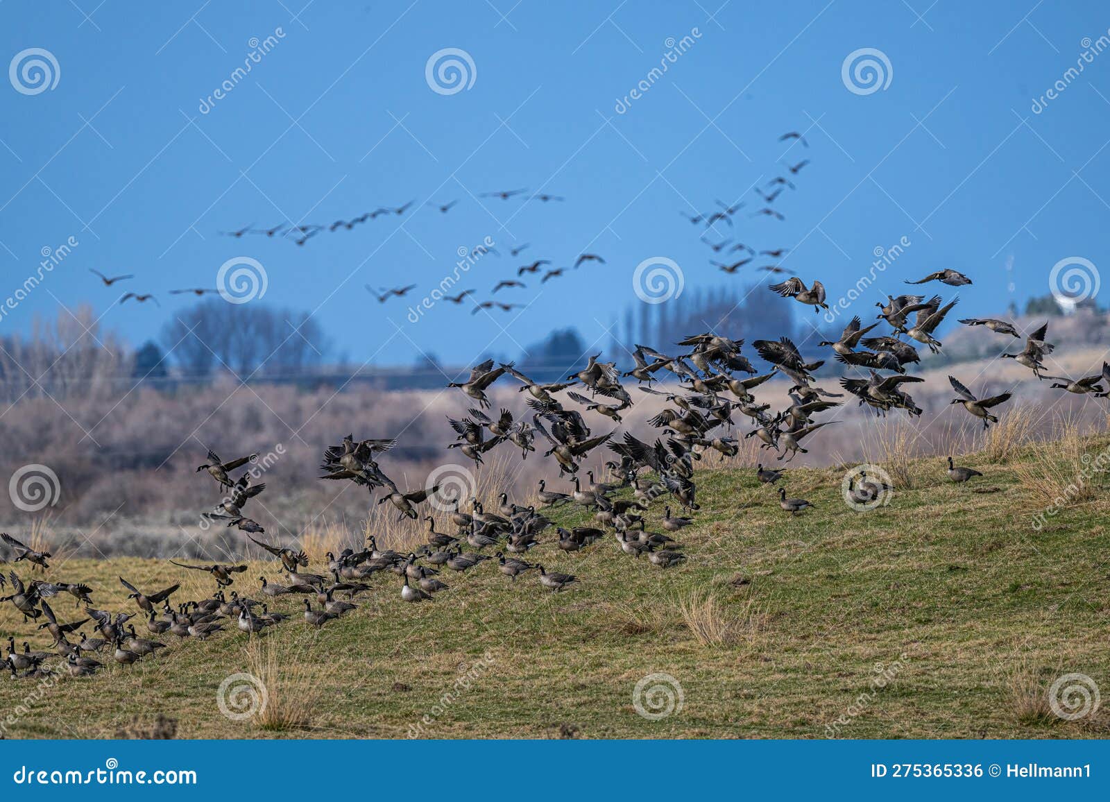 Migrating Cackling Geese stock photo. Image of bird - 275365336