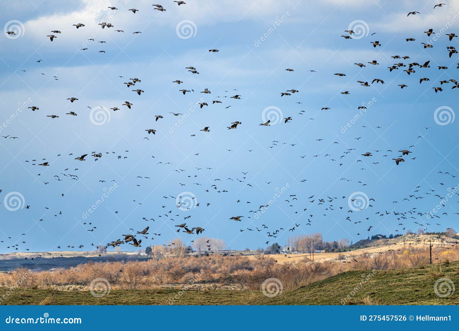 Migrating Cackling Geese stock photo. Image of flying - 275457526 Migrating Cackling Geese stock photo. Image of flying - 275457526