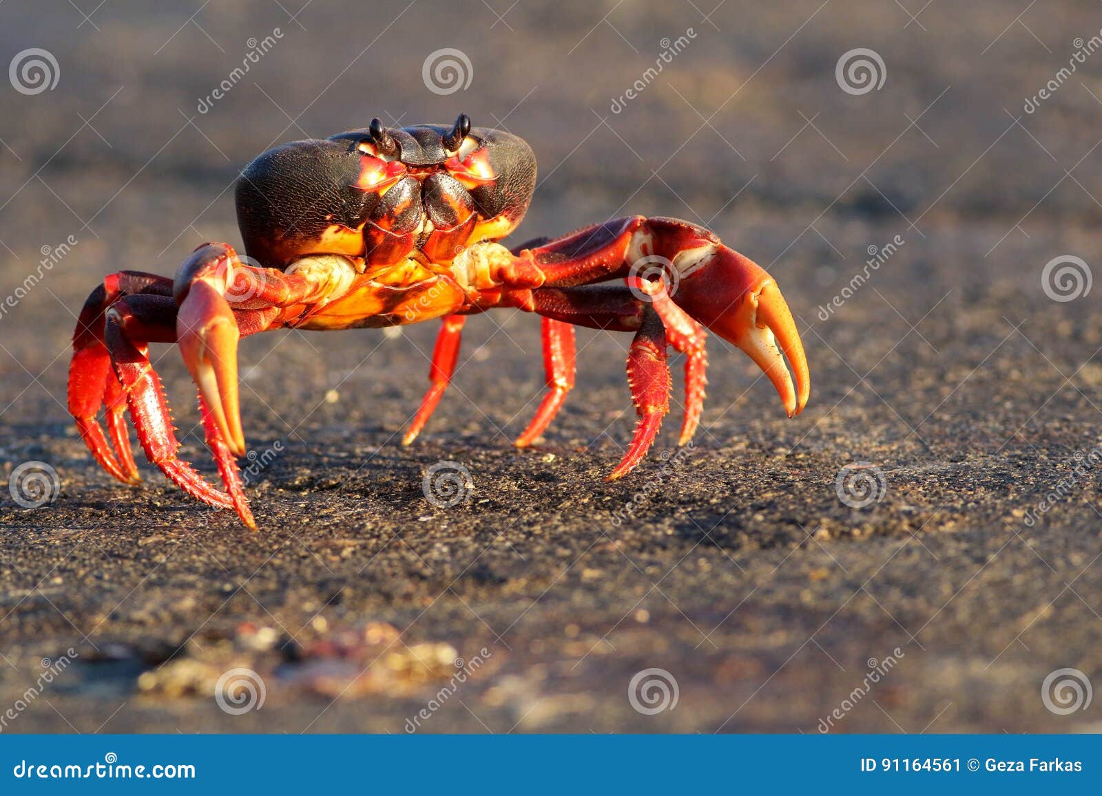 Gecarcinus Ruricola Stock Photos - Free & Royalty-Free Stock Photos ...
