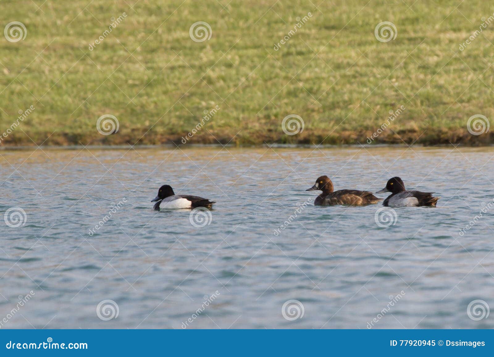 Migrating Ducks on a Pond stock image. Image of nature - 77920945