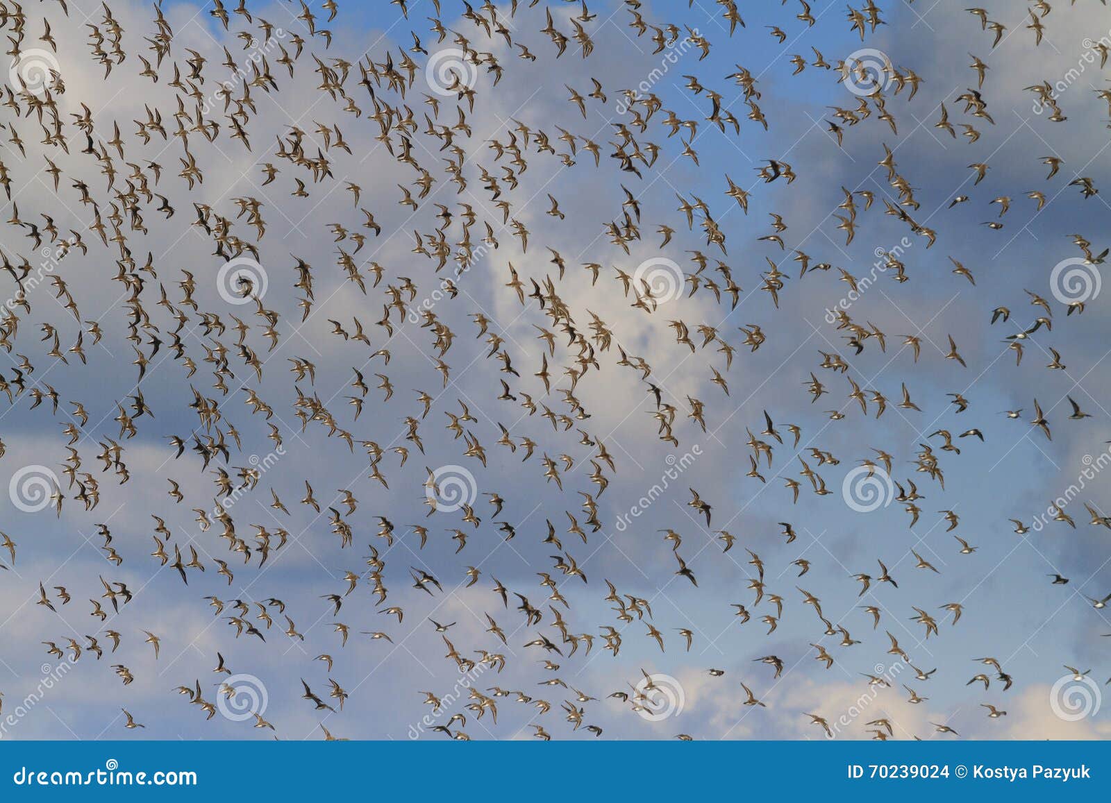 Migrating Flock of Birds in the Sky Stock Photo - Image of pelee ...