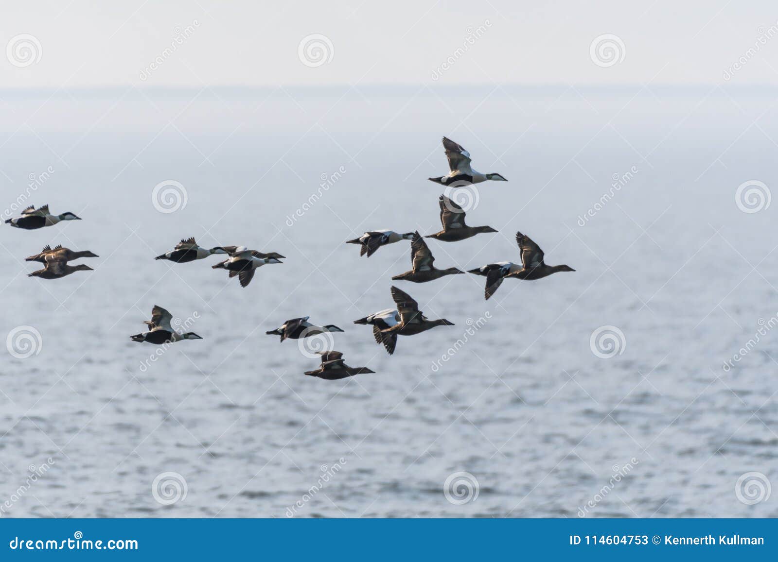 Migrating flock with ducks stock image. Image of black - 114604753