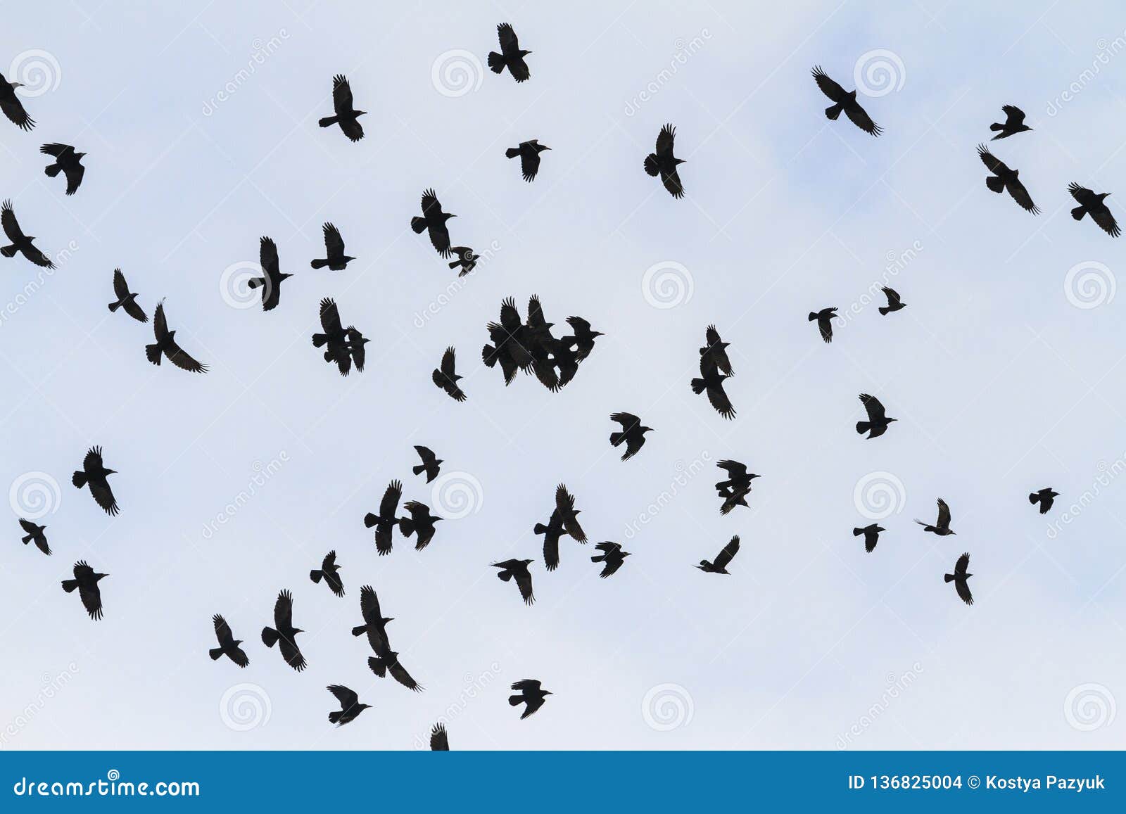 Migrating Flock of Rooks in Flight Stock Photo - Image of animals ...