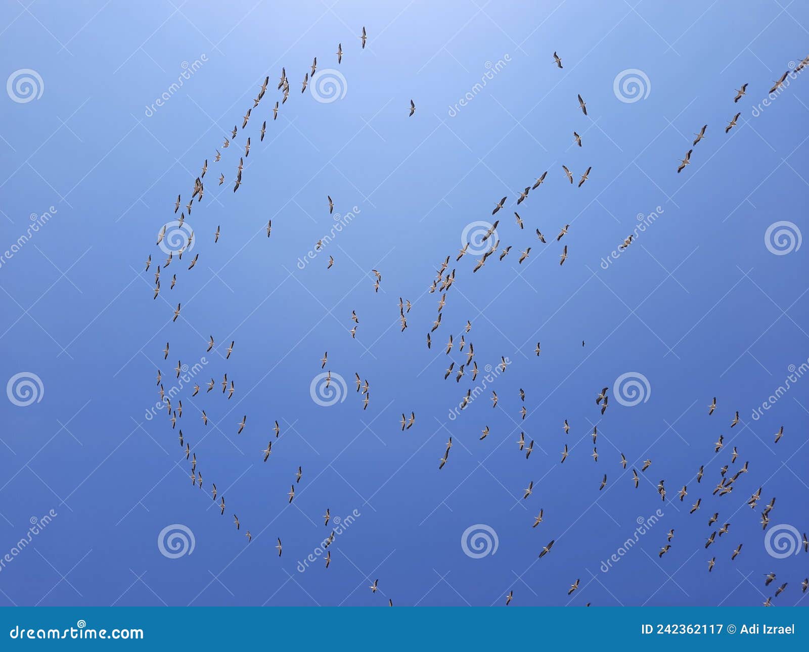 Migrating flock of storks stock image. Image of bird - 242362117