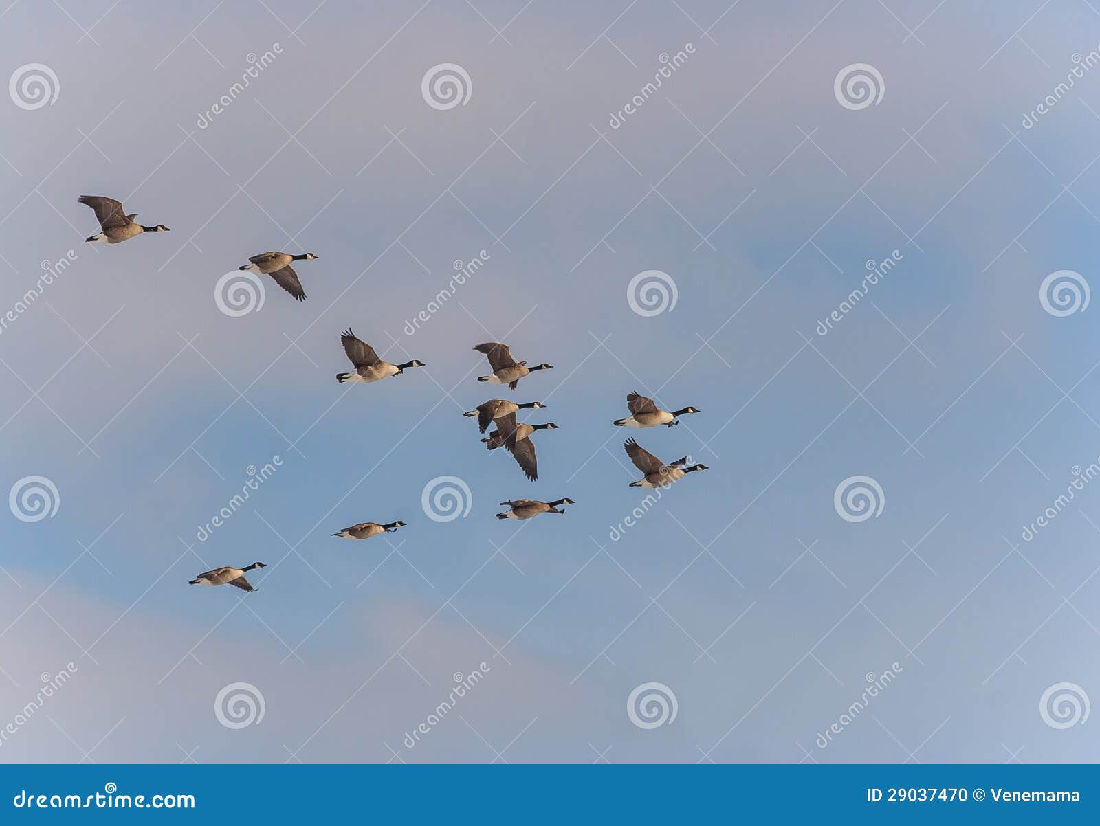 Migrating geese stock photo. Image of winter, blue, leader - 29037470