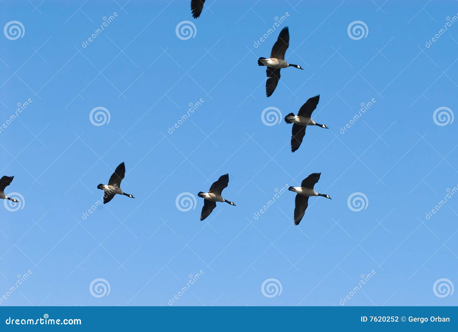 Migrating geese stock photo. Image of flying, clear, migrating - 7620252