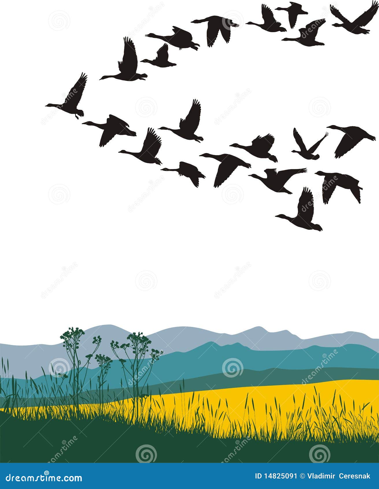 Migrating Geese in the Spring Stock Vector - Illustration of pattern ...
