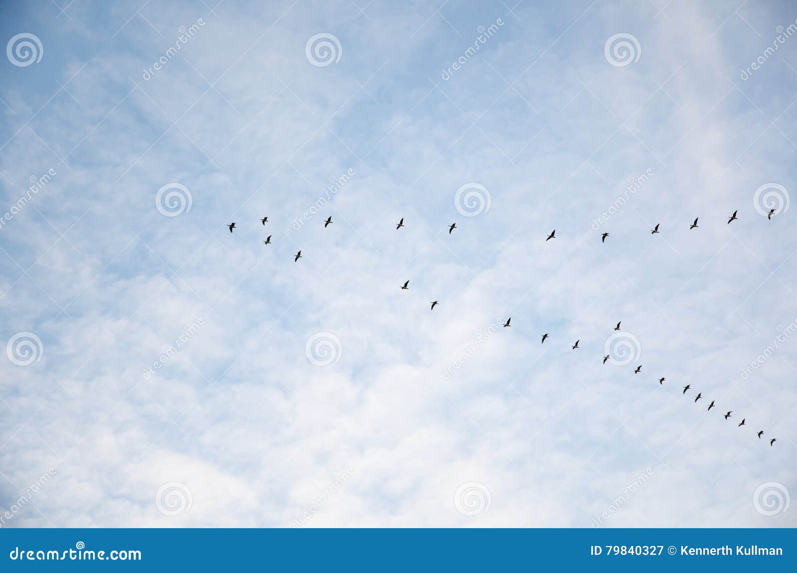 Migrating Geese in V-formation Stock Image - Image of flight, waterfowl ...