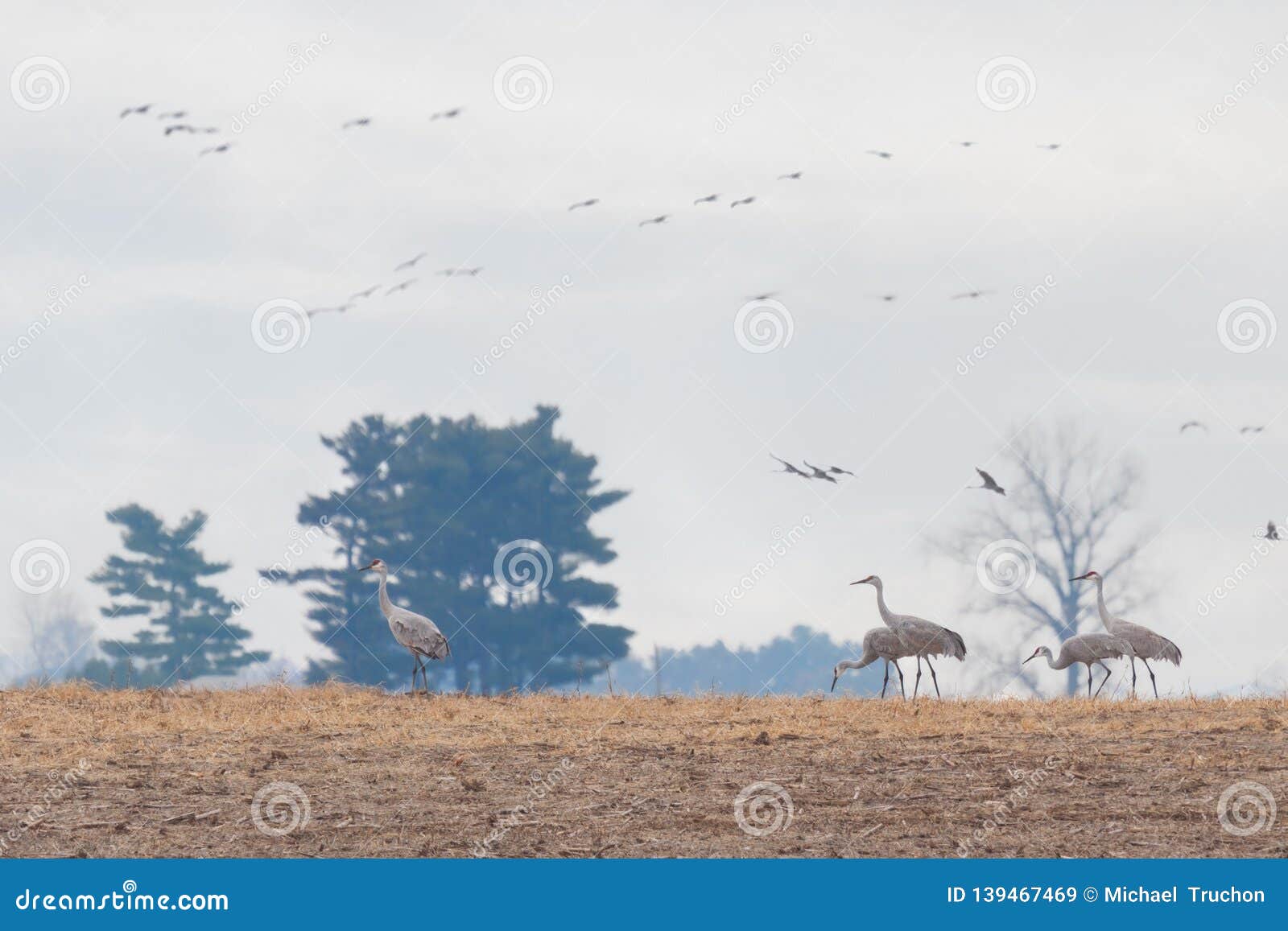 Migrating Sandhill Cranes Invade a Farm Stock Image - Image of ...