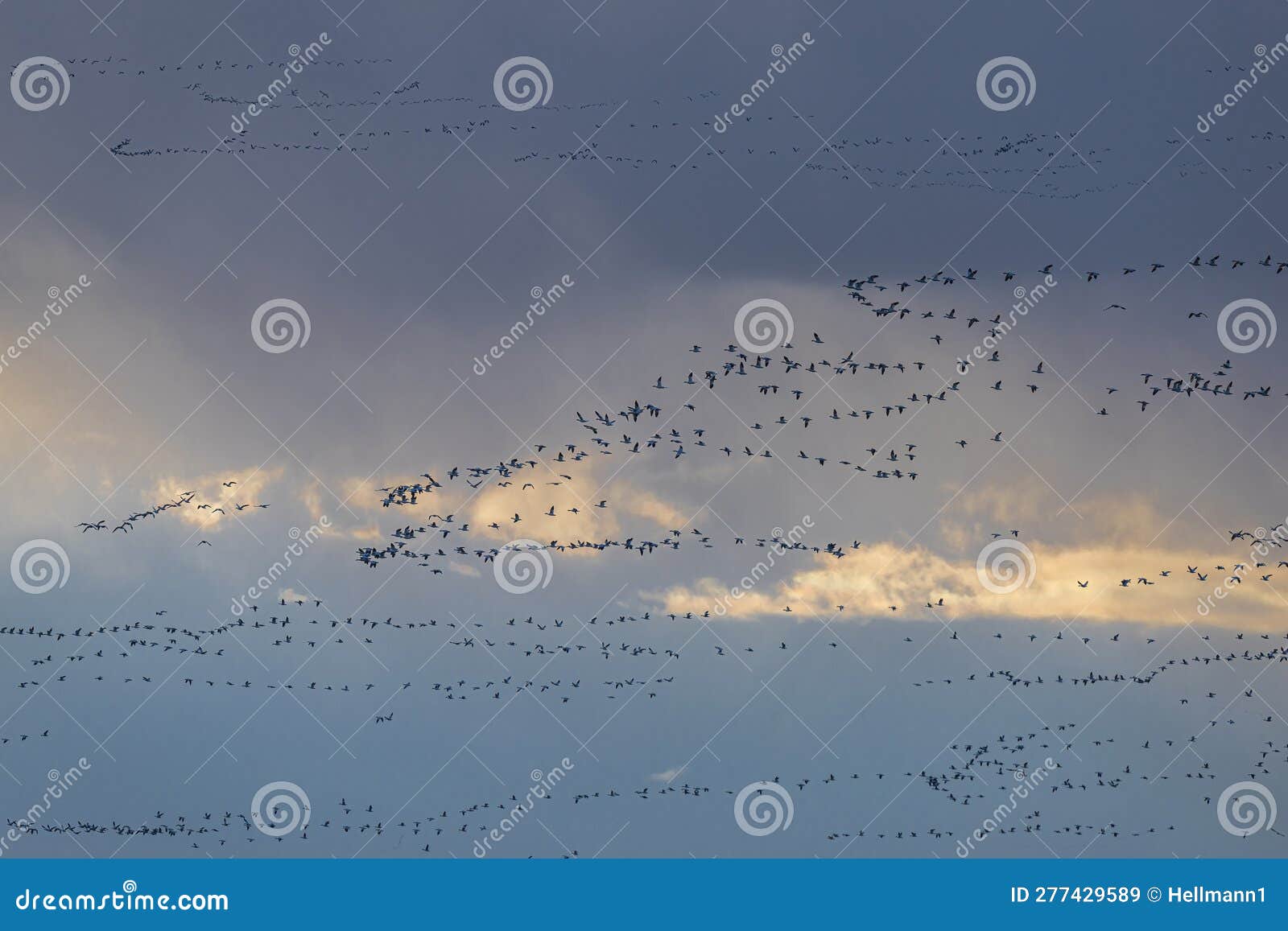 Migrating Snow Geese stock image. Image of nature, wing - 277429589