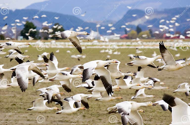 Migrating Snow Geese in Flight Stock Photo - Image of flight, landing ...