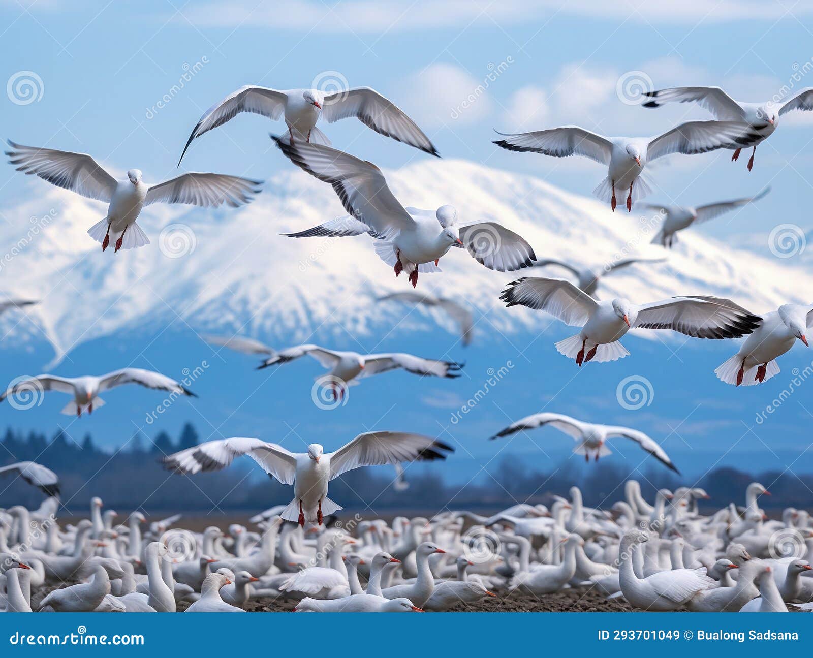 Migrating Snow Geese in Flight Stock Illustration - Illustration of ...